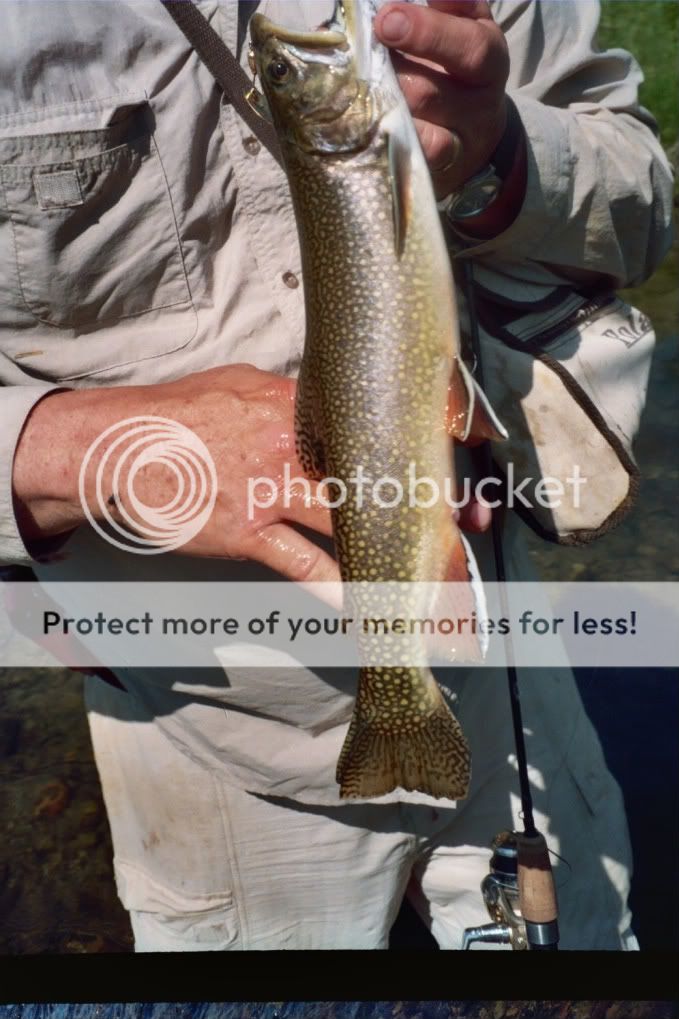 Owyhee Brown Trout - 24hourcampfire