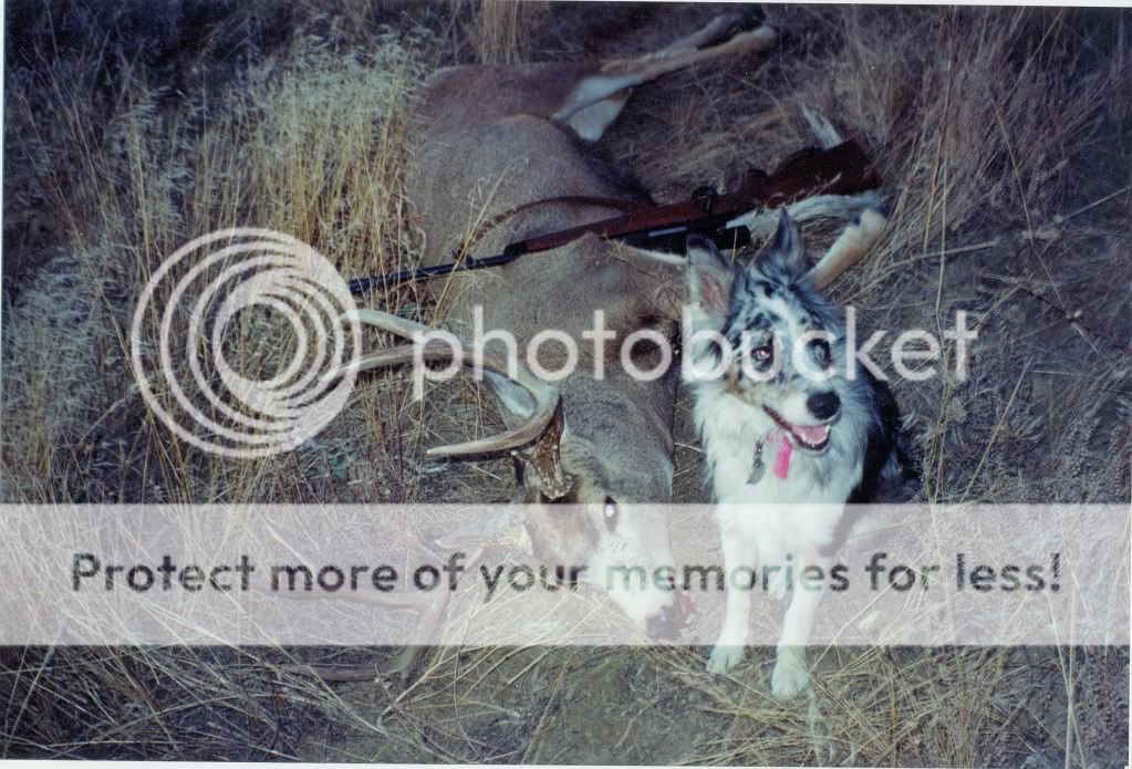 Your Perfect Mule Deer Rifle - 24hourcampfire