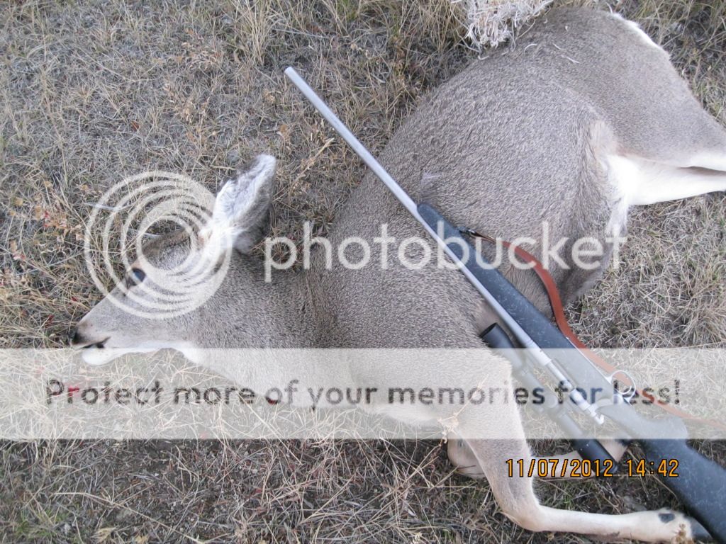 64 power point in Tikka T3 - 24hourcampfire