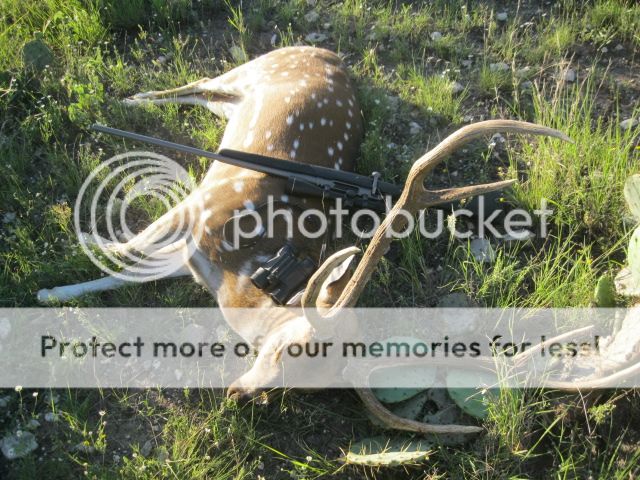 Stock Factory Rifle and Game - Pics - 24hourcampfire