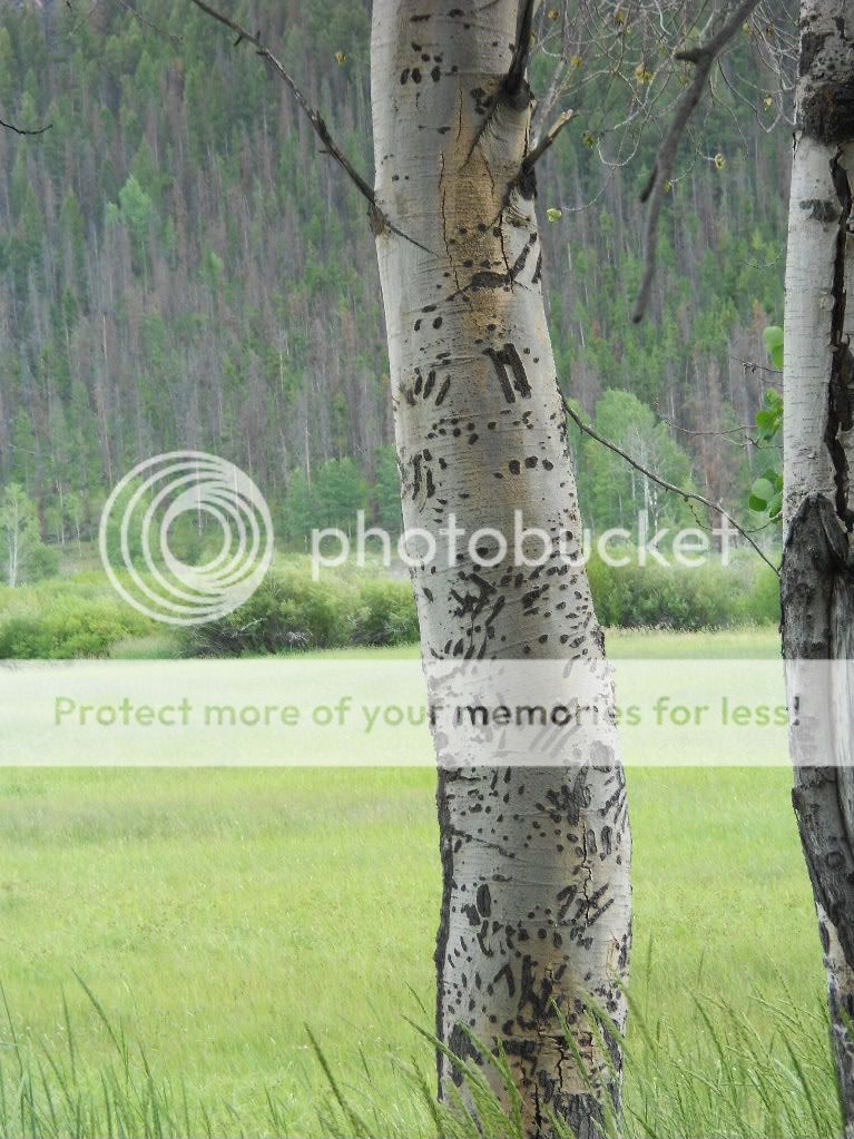 Compact centerfire rifle?? - 24hourcampfire